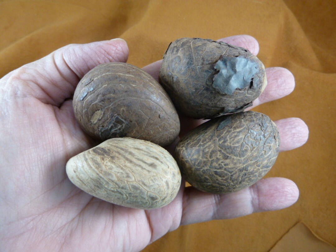 4 Large Natural Tagua Nut Whole Nuts Supply for Craft Carving Dried ...