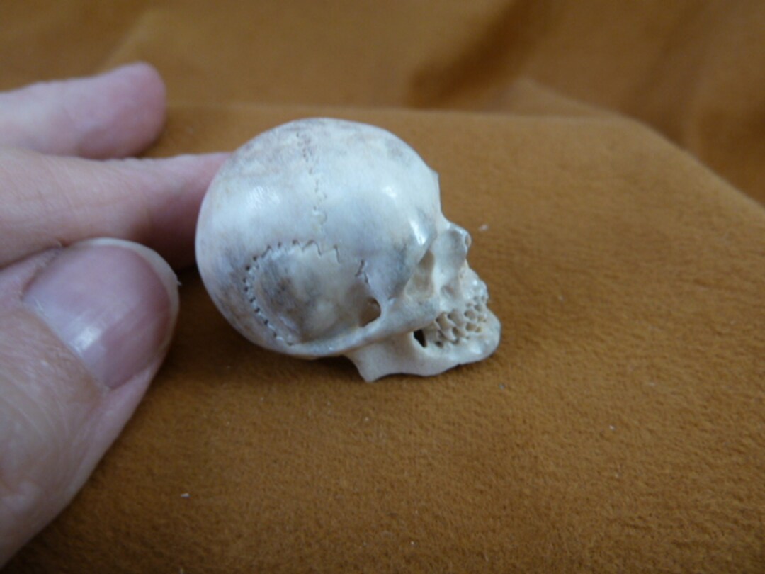 Medium/small White Human Skull Cranium Figurine Bali Detailed Creative ...