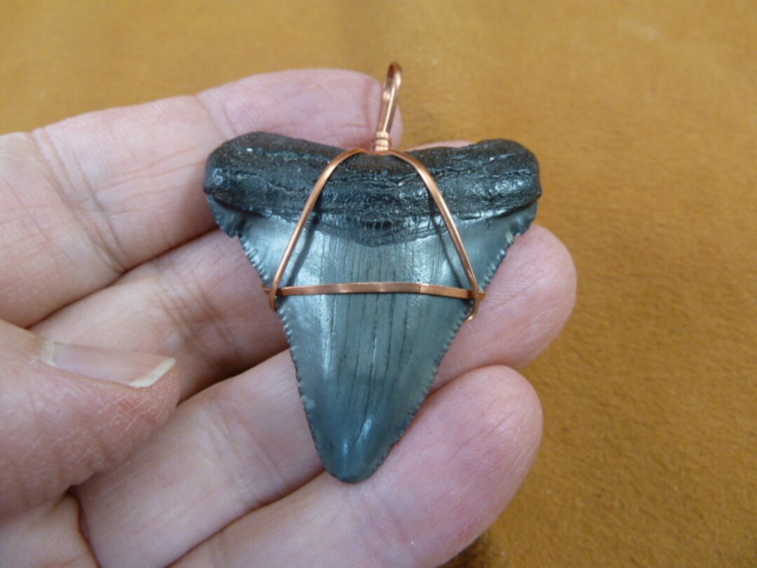 1-7/8 Inch Fossil MEGALODON Shark Tooth Teeth Copper Wired Pendant Love ...