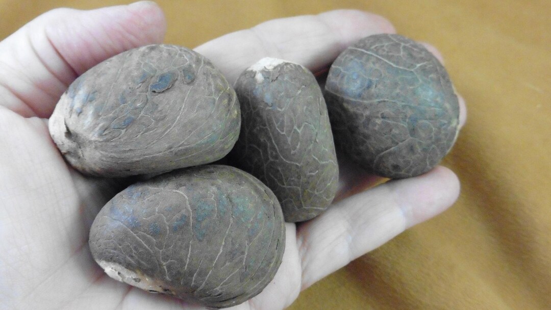 4 Medium Natural Tagua Nut Whole Nuts Supply for Craft Carving Dried ...