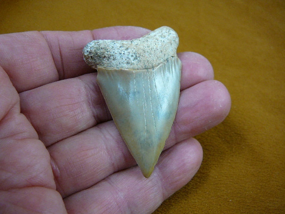 2-3/8 Inch Fossil MAKO Shark Tooth Teeth Choose Gold or Silver Wire ...