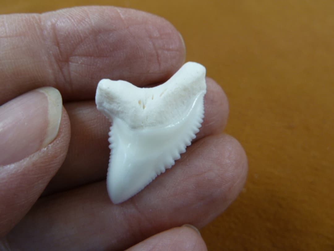 1 Inch Deformed White TIGER SHARK TOOTH Made to Order Pendant Choose ...