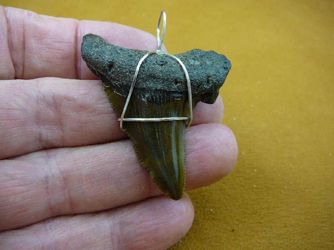 2-1/8 Inch Fossil MEGALODON Shark Tooth Teeth Silver Wired Pendant ...