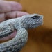 Little Rattlesnake of Shed ANTLER Figurine Bali Detailed Carving of ...