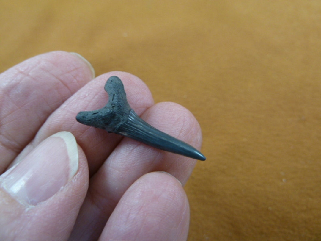 1 Inch Fossil Goblin Shark Tooth Teeth for JEWELRY Made to Order Craft ...