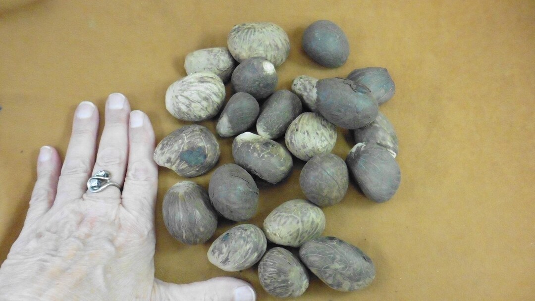 1 Pound Natural Tagua Nut Whole Nuts for Craft Carving Dried Plain ...