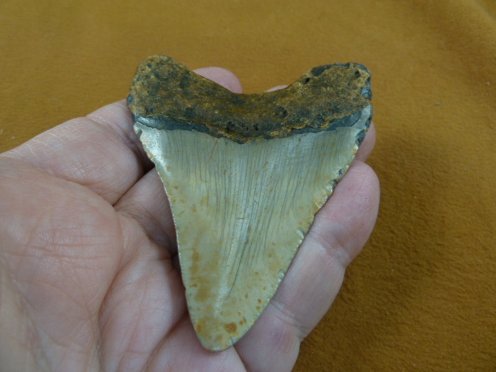 Big 3 Inch Fossil MEGALODON Shark Tooth Teeth for - Etsy