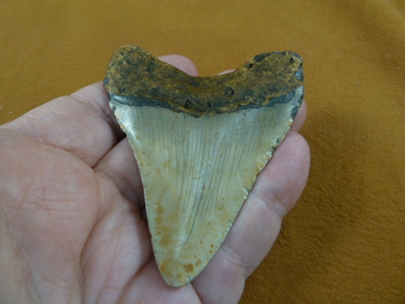 Big 3" Inch Fossil MEGALODON Shark Tooth Teeth for JEWELRY Craft Nice ...