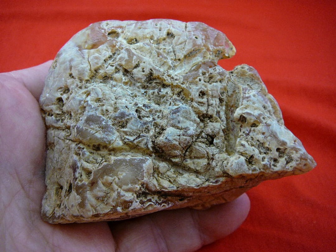 115 G Rare Kauri Tree Gum Nugget Make Your Own Jewelry Young Copal ...