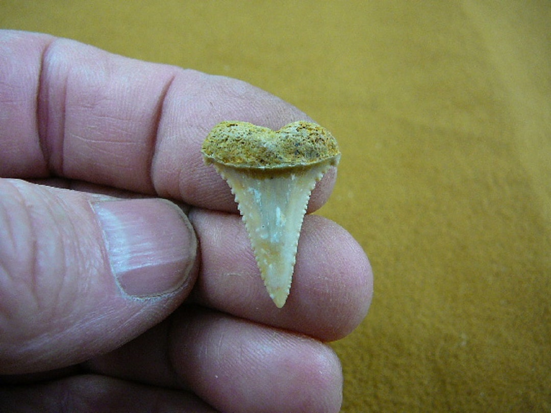 15/16 Inch Fossil Agatized Peru Great White Shark Tooth Teeth Pendant ...