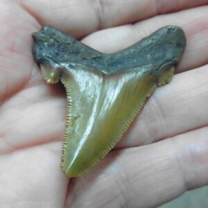2 Inch Fossil MEGALODON Shark Tooth Teeth for JEWELRY Craft Make Your ...