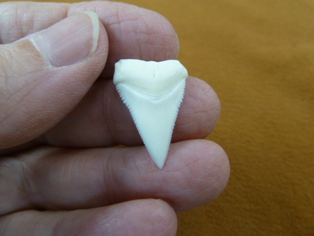 1 Inch White Modern Speartooth Shark Tooth Teeth Pendant Pick to Be ...