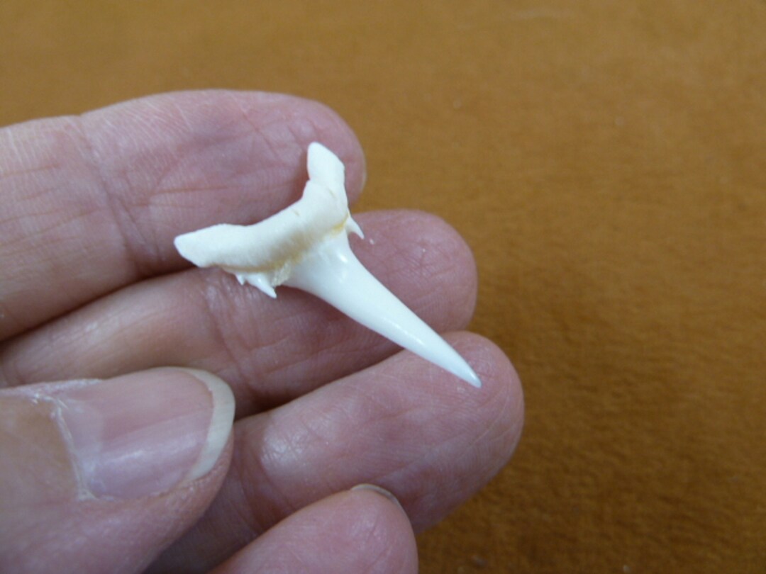 1-1/4 Inch White Smalltooth Sand Tiger Shark Tooth Made to Order ...