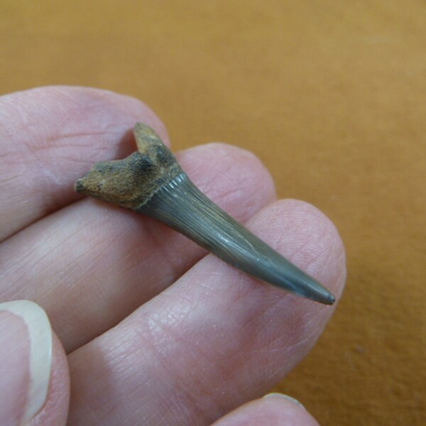 Goblin Shark Teeth - Etsy