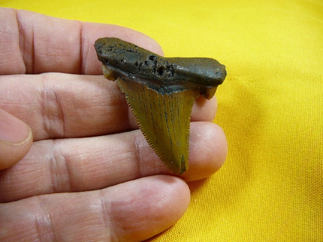 2 Inch Fossil MEGALODON Shark Tooth Teeth for JEWELRY Craft Make Your ...