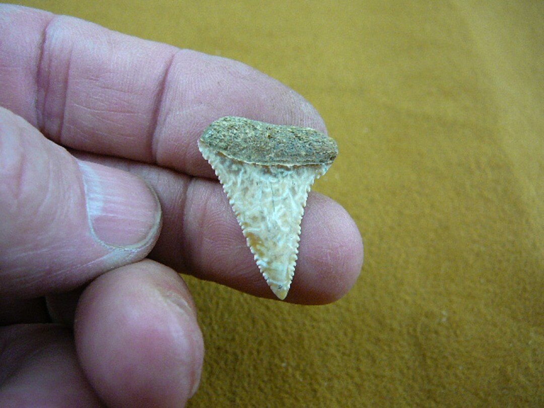 1-1/8 Inch Fossil Agatized Peru Great White Shark Tooth Teeth Pendant ...