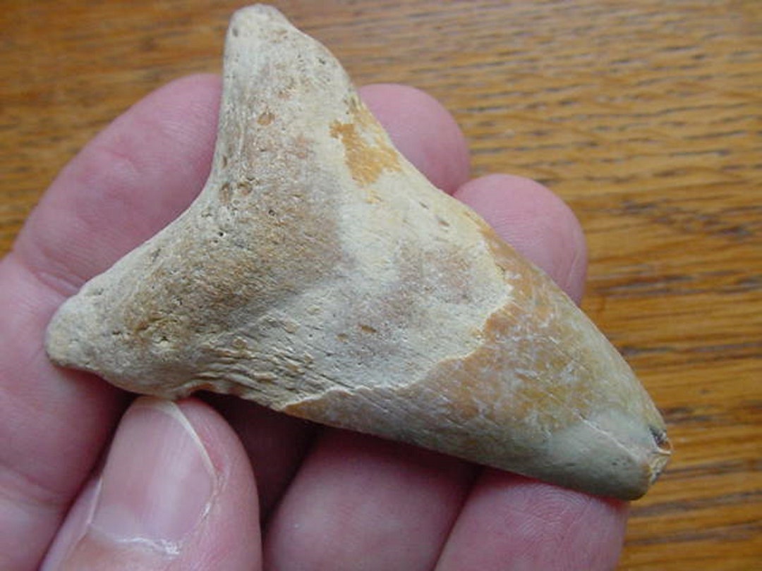 2-1/4 Inch Fossil MEGALODON Shark Tooth Teeth for JEWELRY Craft Make ...