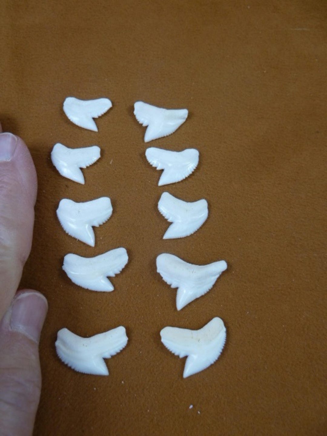 13/16" Inch Modern White Tiger Shark Teeth Sharks Tooth 10 (5left/right ...