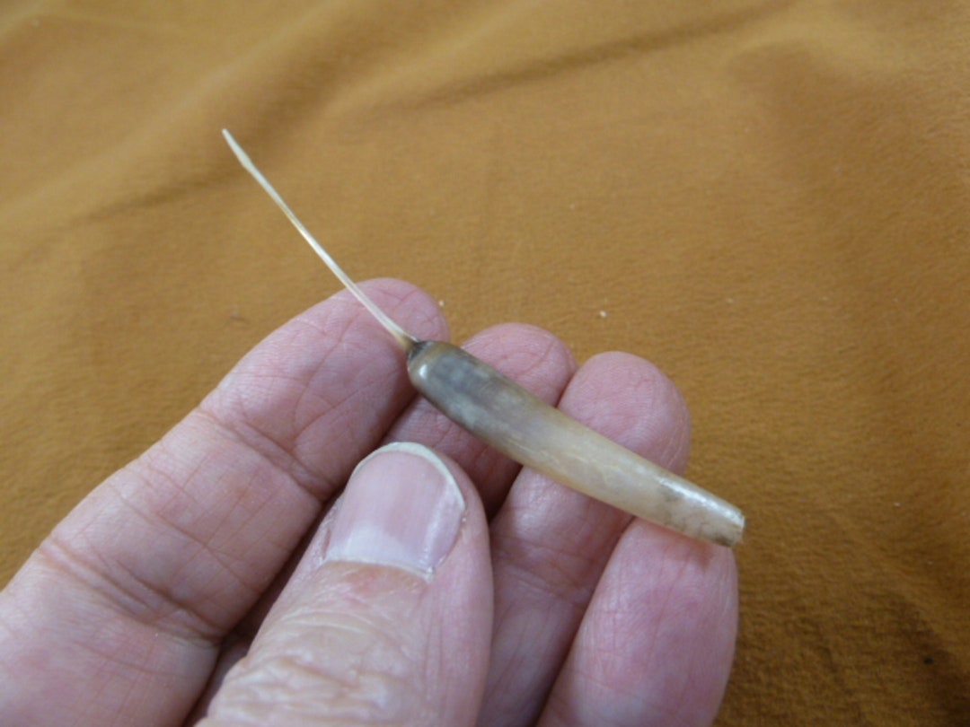 Rare North American Porcupine Tail Quill Erethizon Dorsatum Craft ...