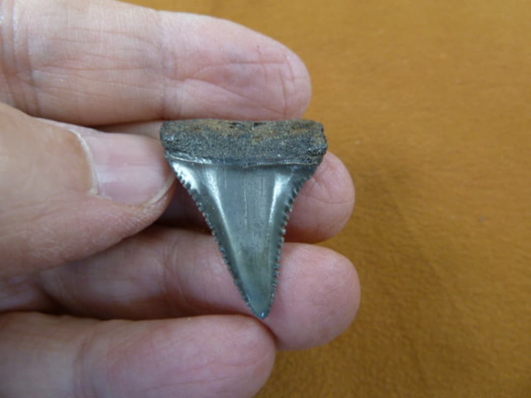 1-1/4 Inch Fossil Agatized Great White Shark Tooth Teeth Pendant ...
