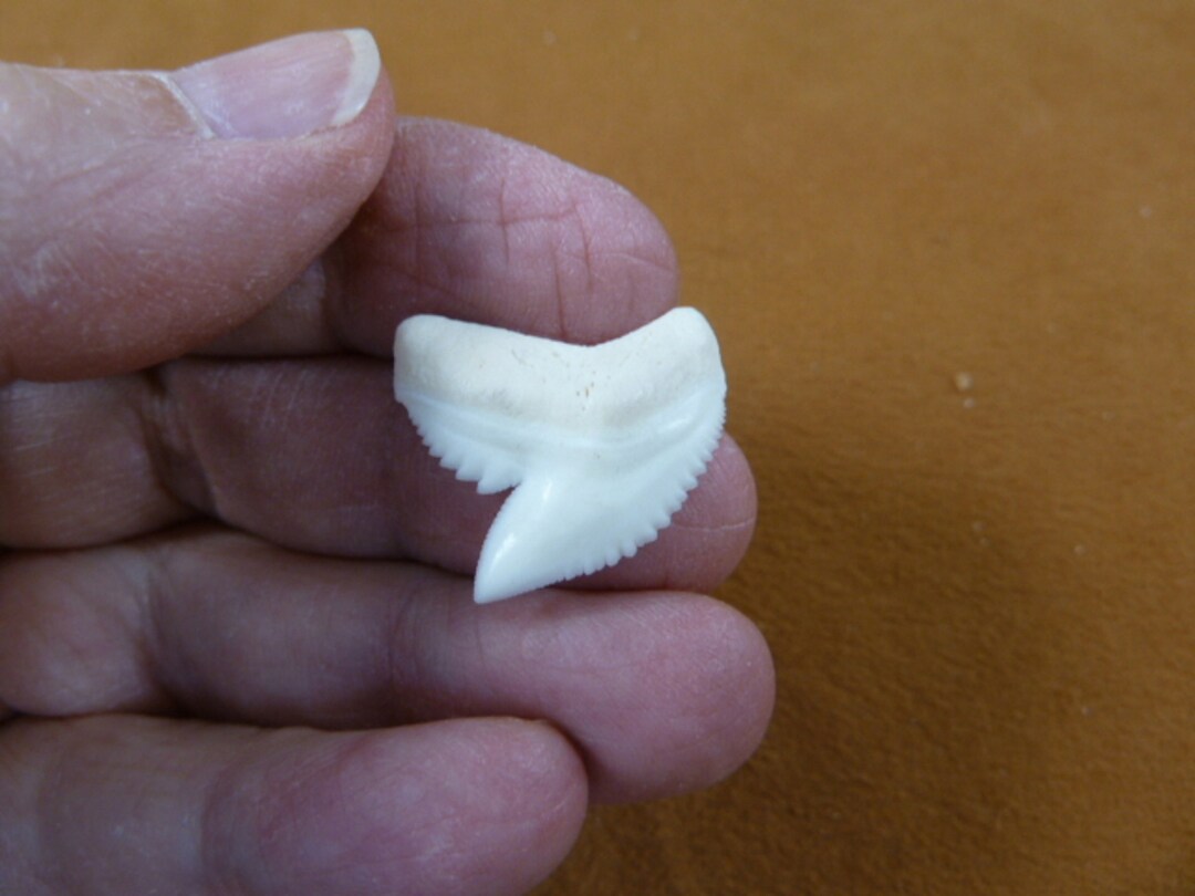 1 Inch White Modern TIGER Shark Tooth Teeth Jewelry Made to Order ...