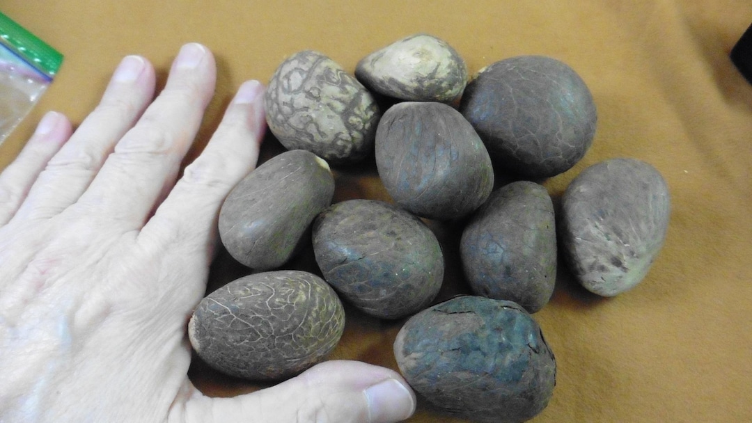 10 Medium Natural Tagua Nut Whole Nuts for Craft Carving Dried Plain ...