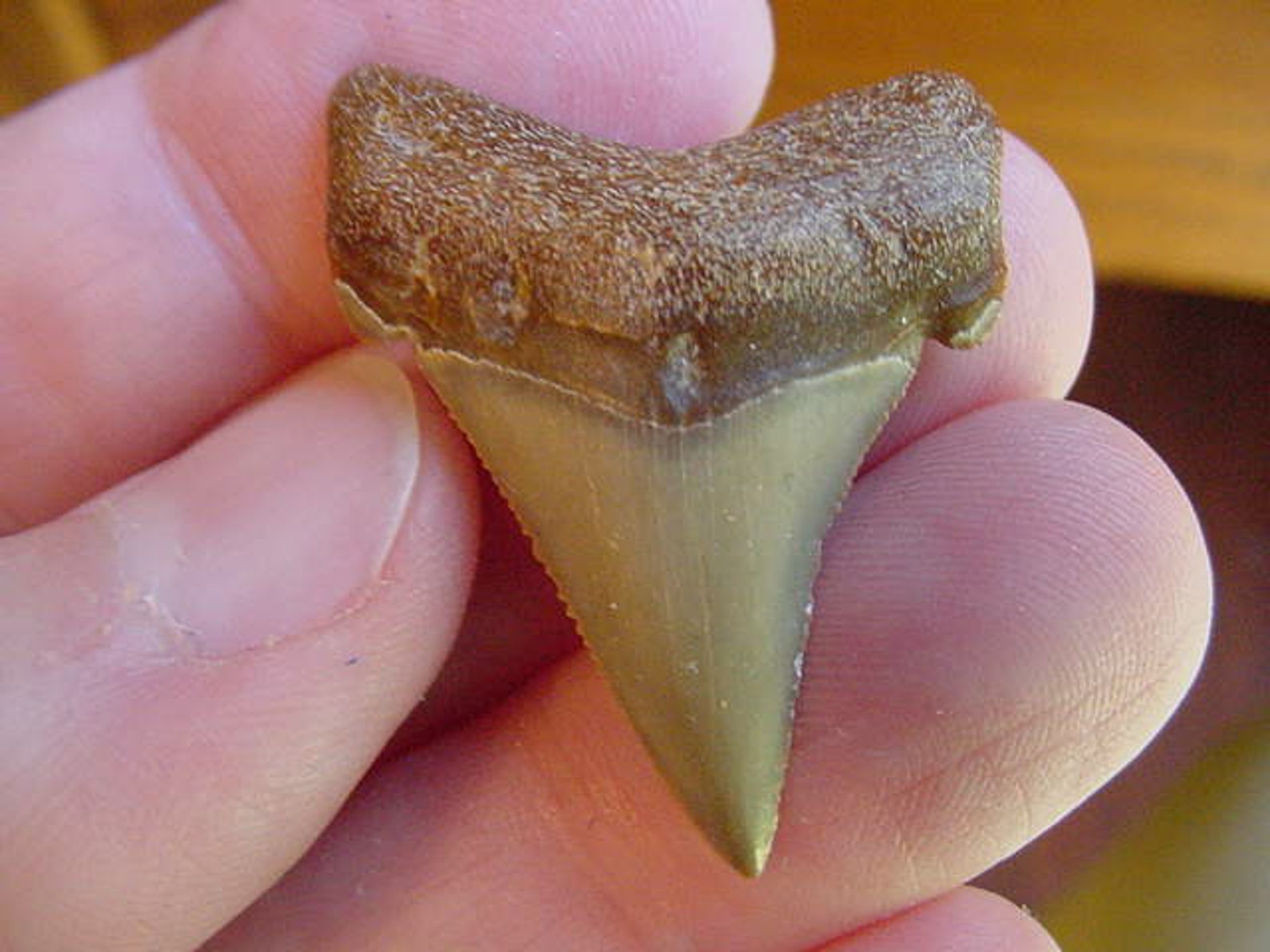 1-3/8" Inch Fossil Angustidens Father of Megalodon Shark Tooth Teeth ...