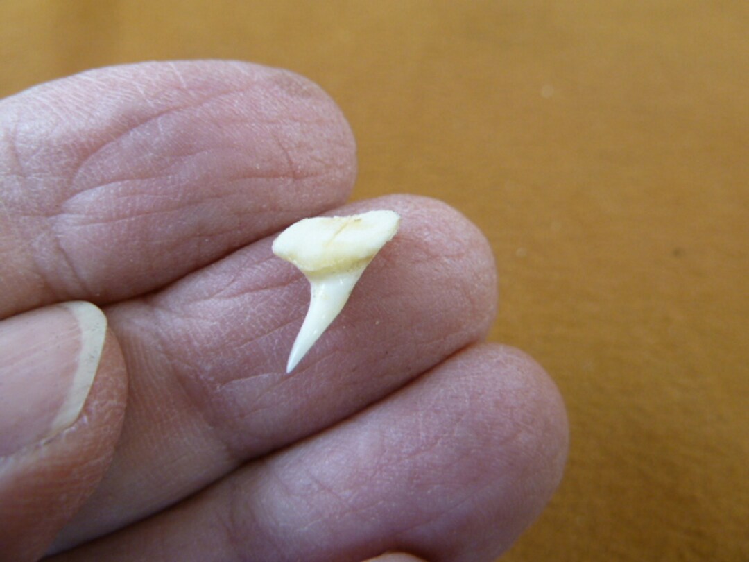 Rare 1/2" Six-gill Bluntnose Cow Shark Upper Tooth Cowshark I Love ...