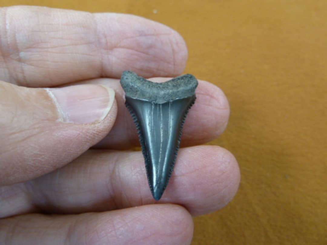 1-1/4 Inch Fossil Agatized Great White Shark Tooth Teeth Pendant ...