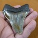 Big 2-7/8" Inch Fossil MEGALODON Shark Tooth Teeth for JEWELRY Craft ...
