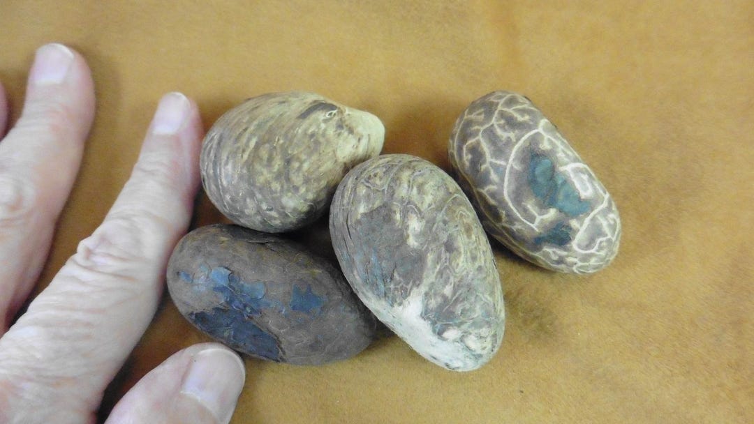 4 Large Natural Tagua Nut Whole Nuts Supply for Craft Carving Dried ...