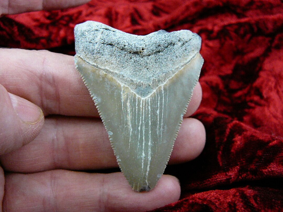 2-3/8 Inch Fossil MEGALODON Shark Sharks Tooth Teeth for JEWELRY Craft ...
