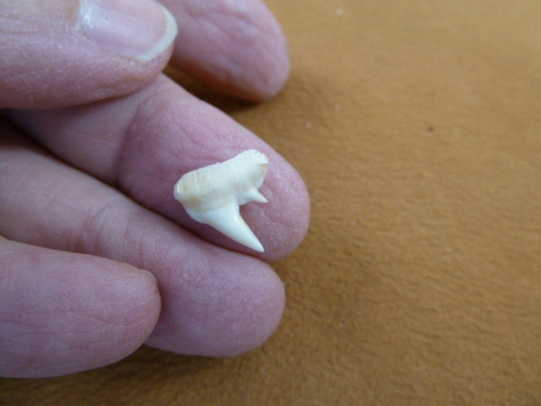 Rare 1/2" Six-gill Bluntnose Cow Shark Upper Tooth Cowshark I Love ...