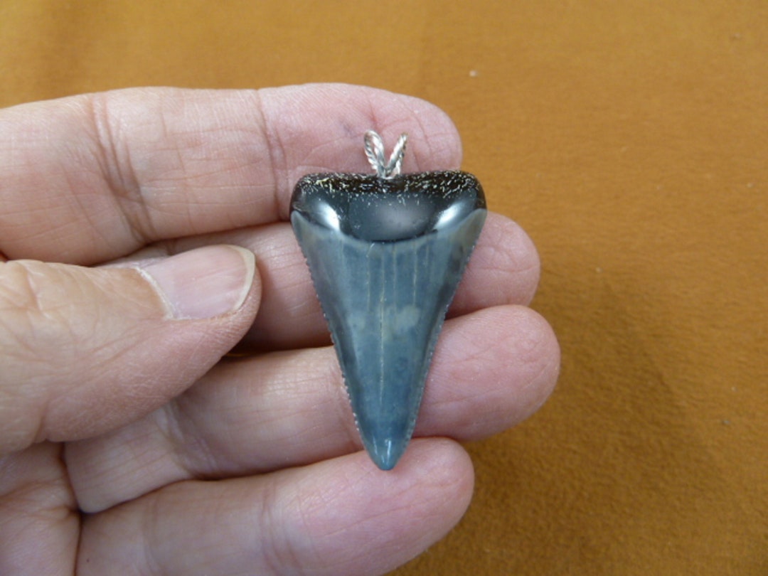 1-1/2 Inch Fossil Great White Shark Sharks Tooth Teeth Pendant Silver ...