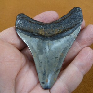 Big 3" Inch Fossil MEGALODON Shark Tooth Teeth for JEWELRY Craft Nice ...