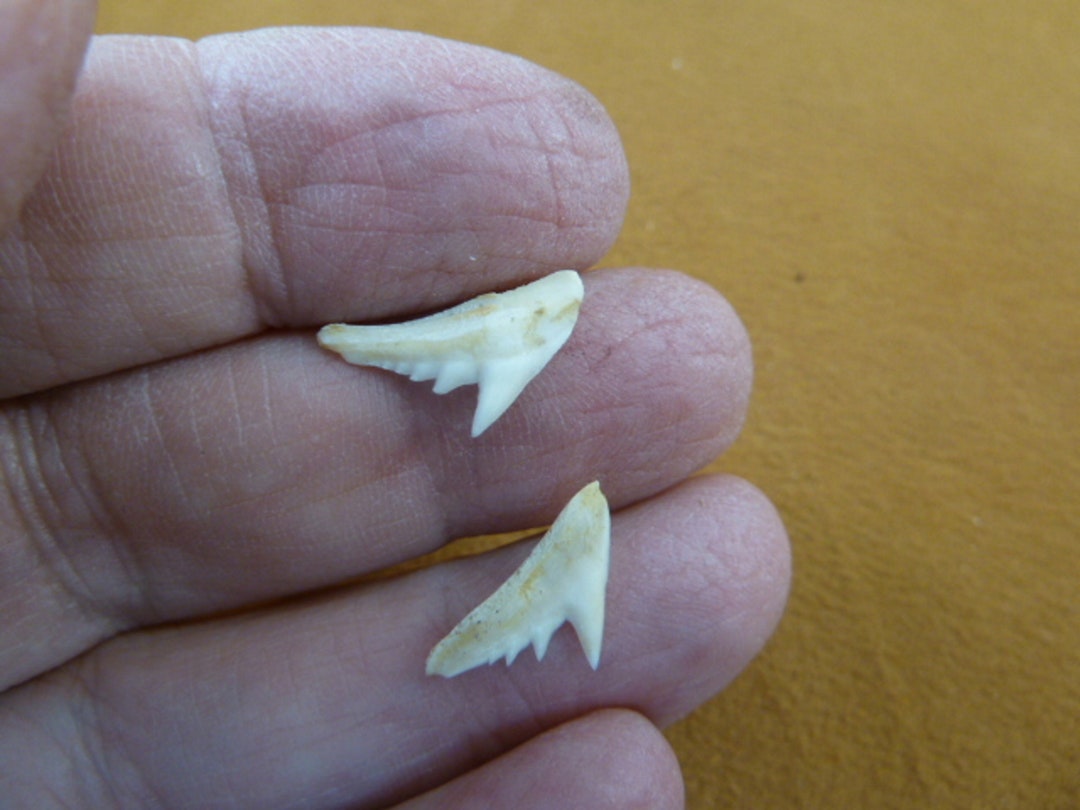 Rare 1/2" Six-gill Bluntnose Cow Shark Upper Tooth Teeth Cowshark I ...