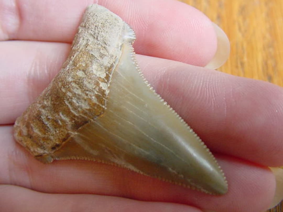 1-3/4" Inch Fossil Angustidens Father of Megalodon Shark Tooth Teeth ...