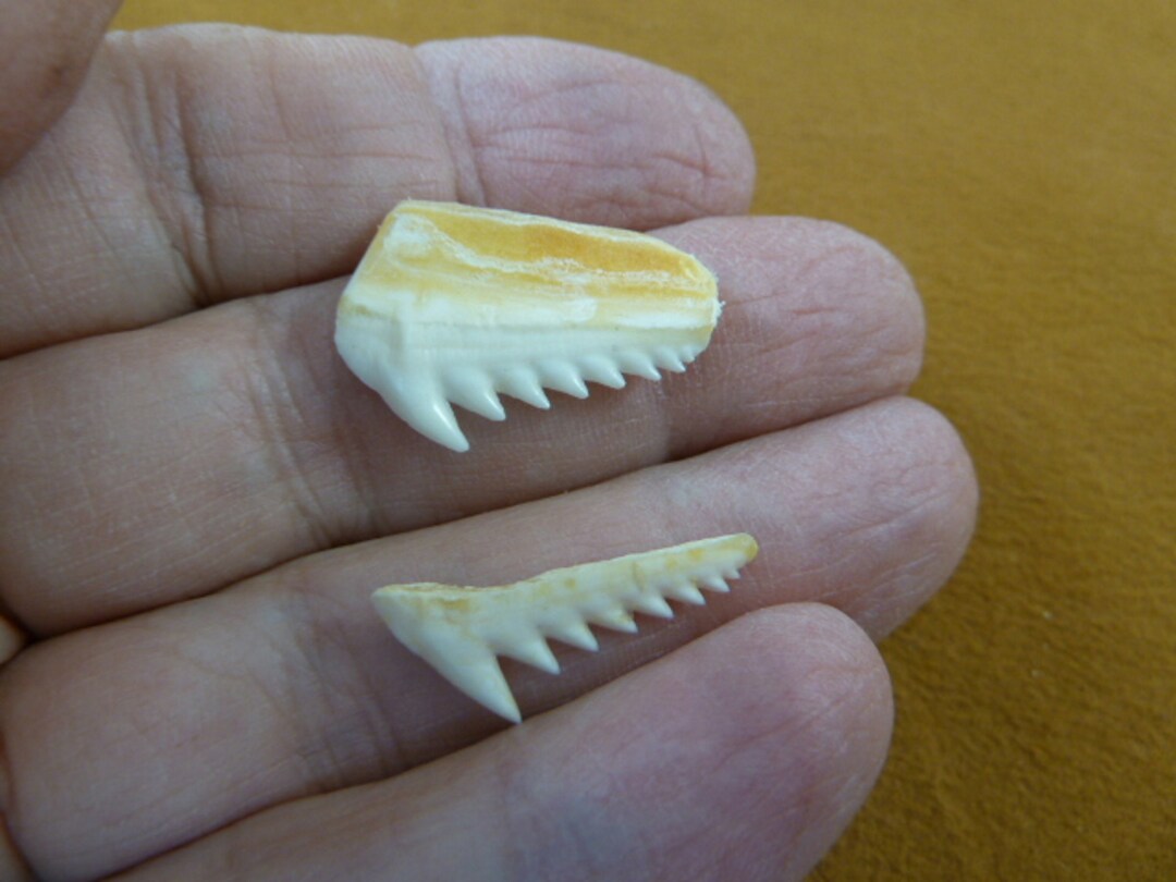 2 Teeth Rare 7/8" Six-gill Bluntnose Cow Shark Lower Tooth Cowshark I ...