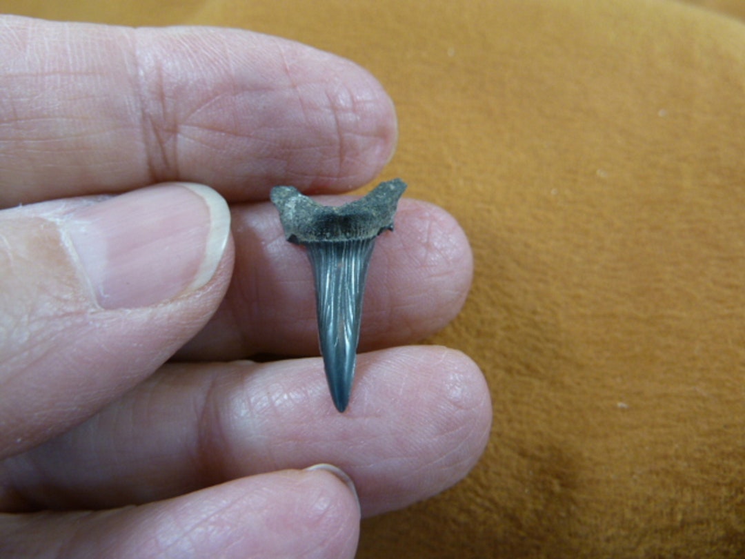 1 Inch Fossil Sand Tiger Shark Tooth Teeth Pendant Necklace JEWELRY You ...