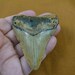 Big 3" Inch Fossil MEGALODON Shark Tooth Teeth for JEWELRY Craft Nice ...