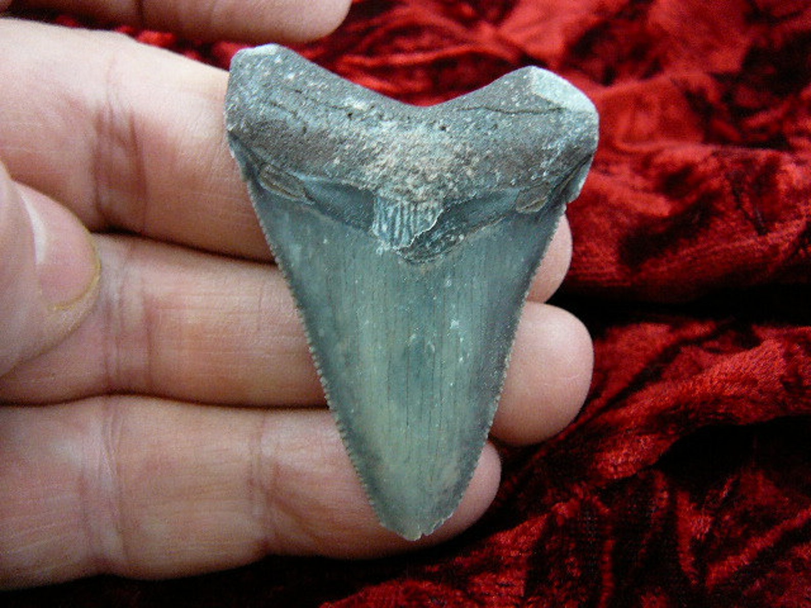 2-3/16 Inch Fossil MEGALODON Shark Tooth Teeth for JEWELRY Craft Make ...