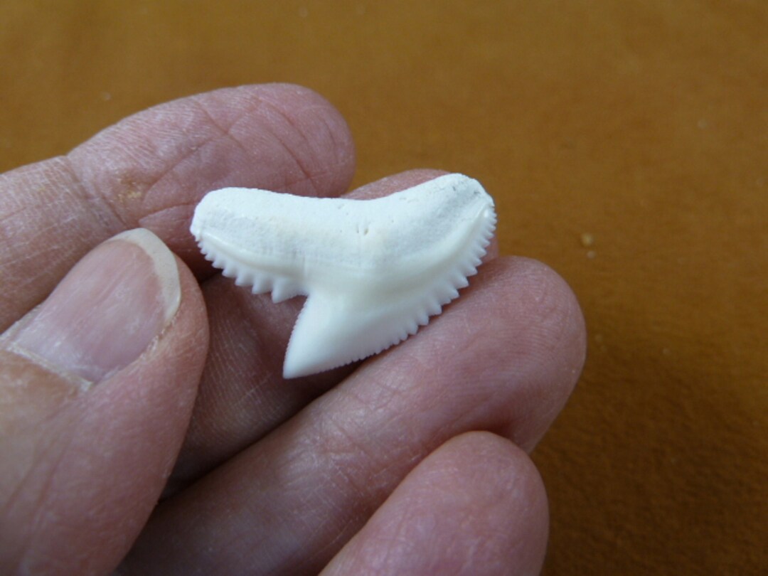 1 Inch White Modern TIGER Shark Tooth Teeth Jewelry Made to Order ...