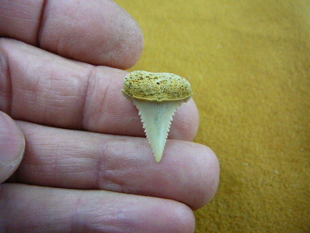 3/4 Inch Fossil Agatized Peru Great White Shark Tooth Teeth Pendant ...