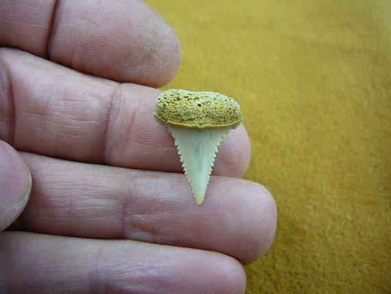 3/4 Inch Fossil Agatized Peru Great White Shark Tooth Teeth | Etsy