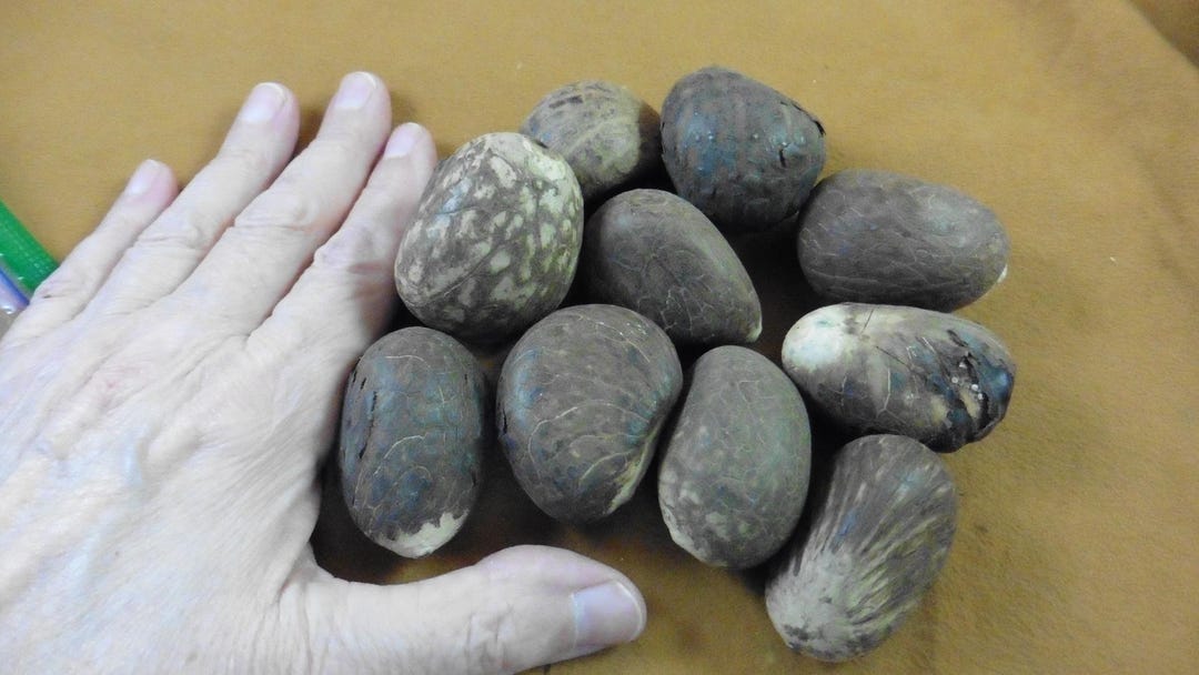 10 Medium Natural Tagua Nut Whole Nuts for Craft Carving Dried Plain ...