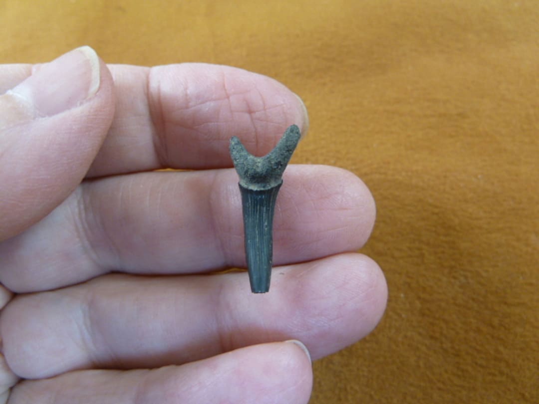 1 Inch Fossil Goblin Shark Tooth Teeth for JEWELRY Made to Order Craft ...