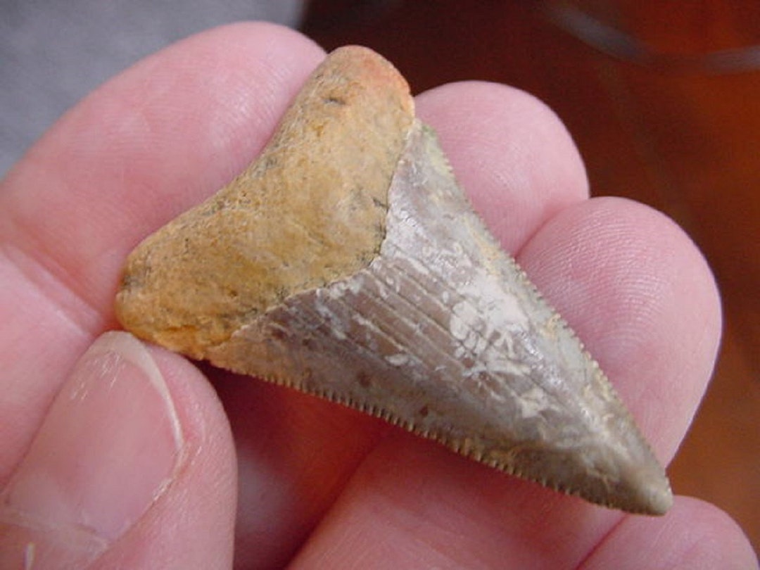 1-1/2 Inch Fossil MEGALODON Shark Tooth Teeth for JEWELRY Craft Nice ...