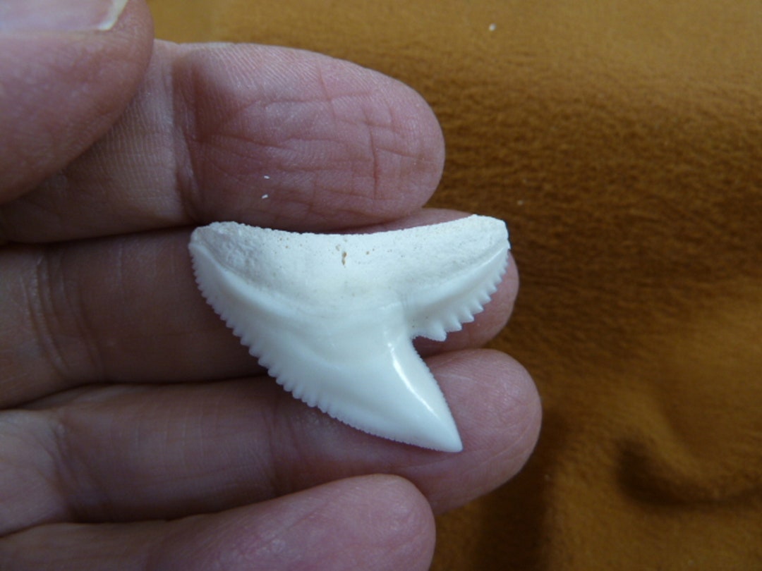 1-1/4 Inch White TIGER SHARK TOOTH Made to Order Pendant Choose Gold or ...