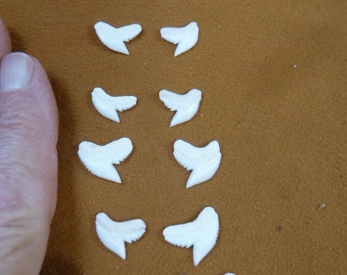 1/2" Inch Modern White Tiger Shark Teeth Sharks Tooth 10 Matched (5left ...