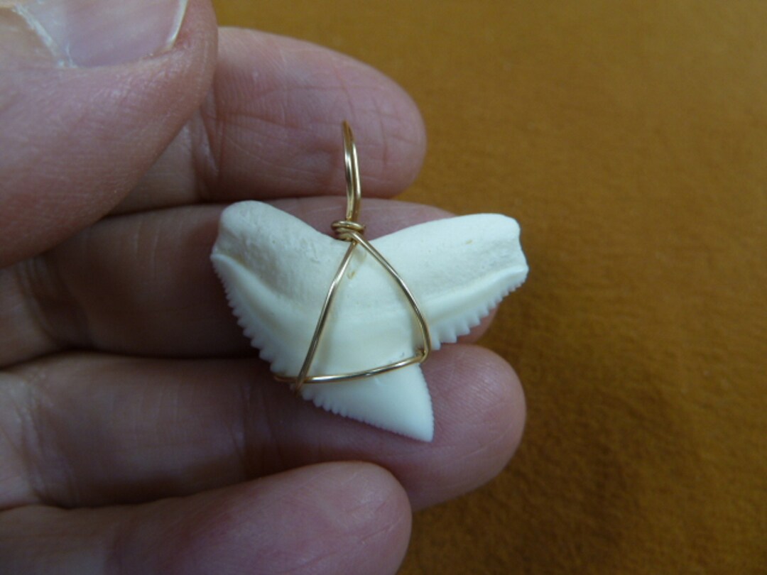 Huge 1-1/8 Inch White Tiger Shark Tooth Pendant Gold Wired Teeth ...
